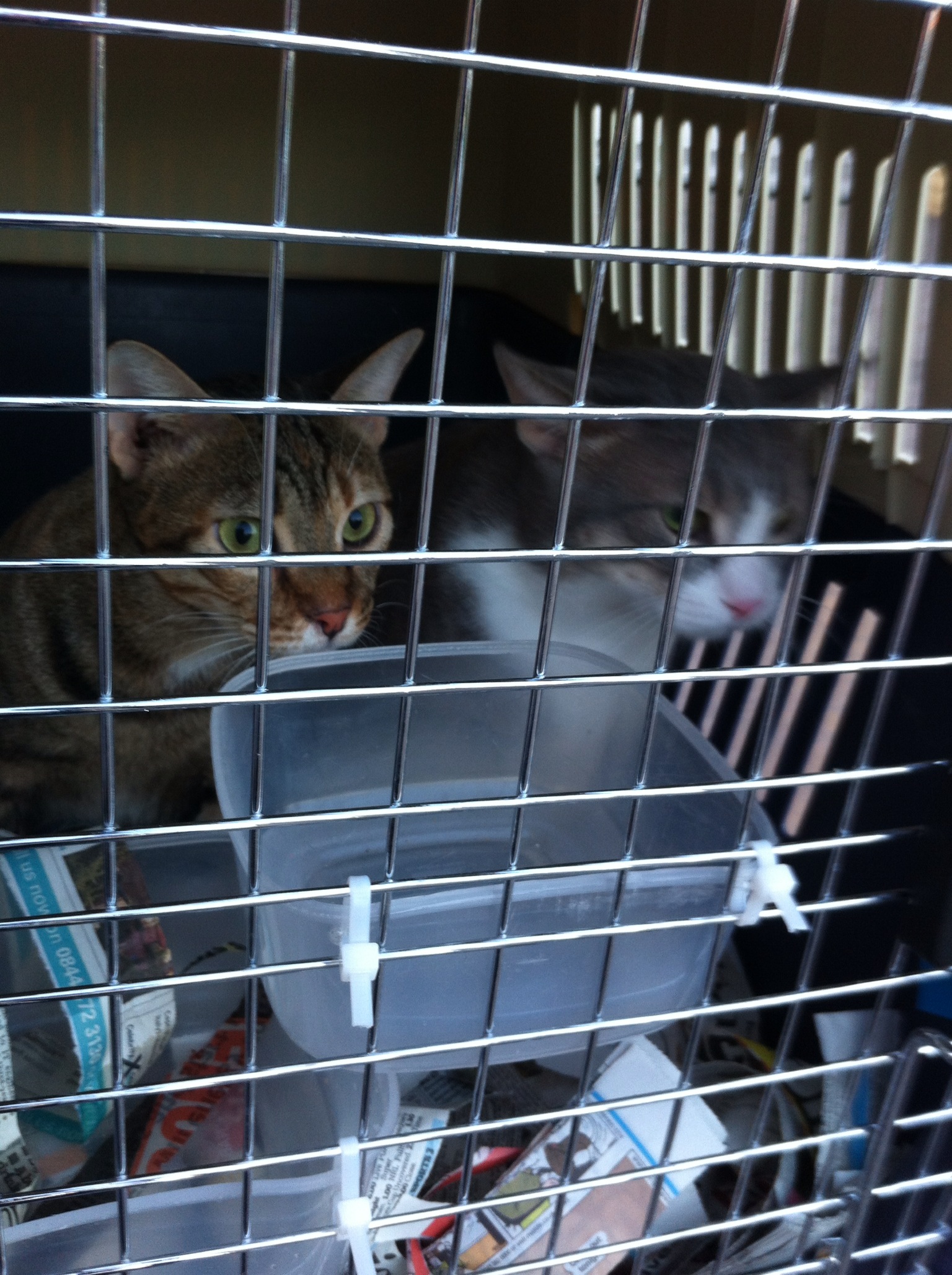 London Calling: First ESMA cats arrive in UK « Egyptian Society for ...